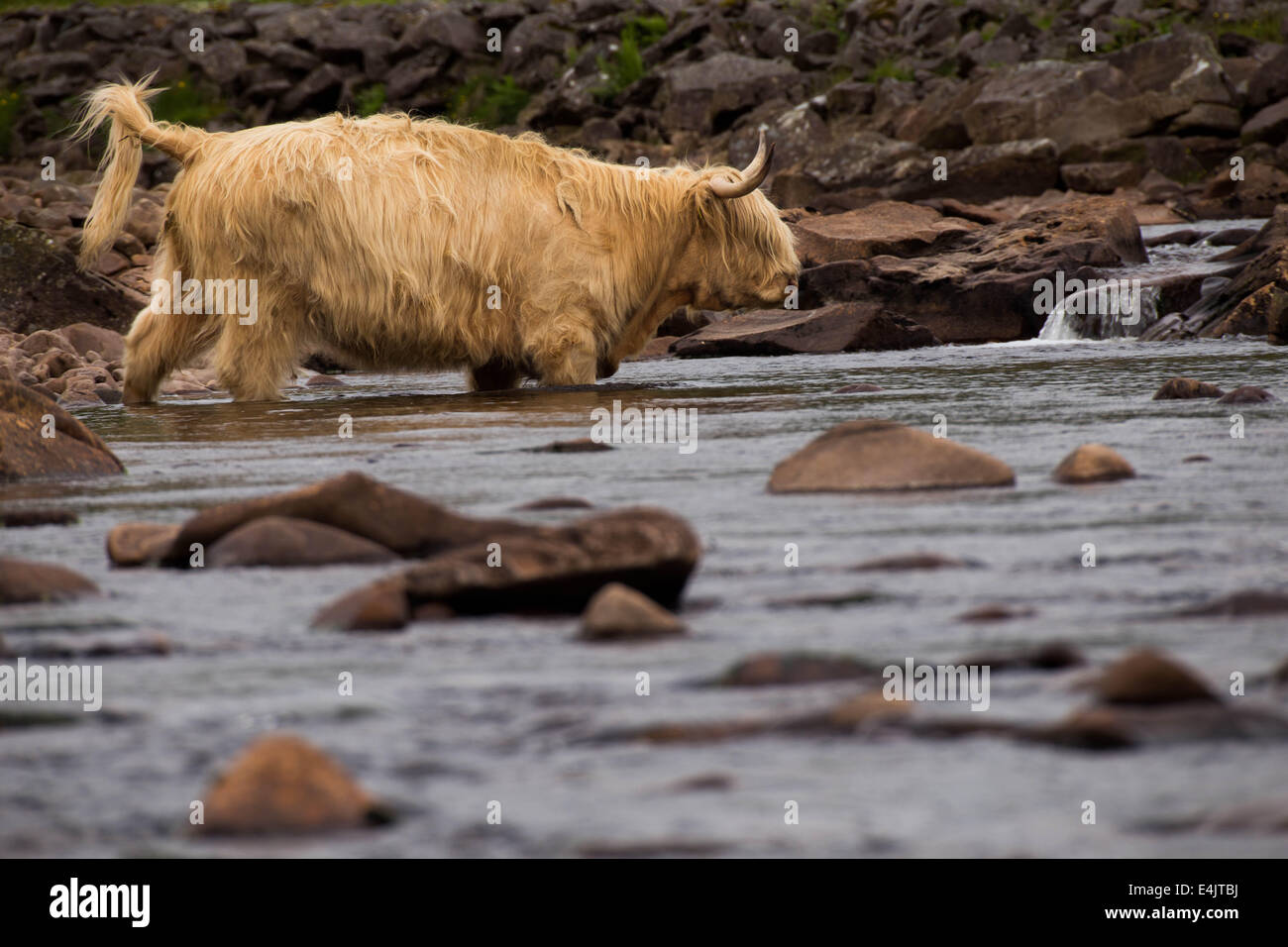 Highland cow crossing River Applecross Stock Photo - Alamy