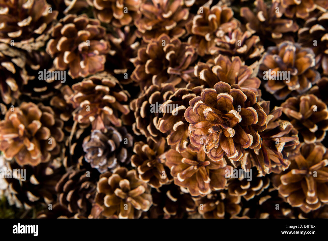 A pile of Pine cones Stock Photo - Alamy