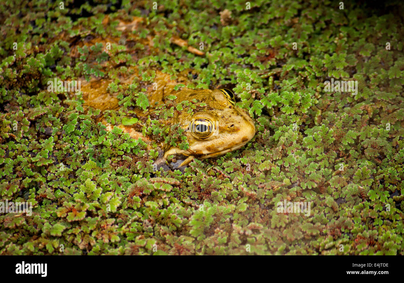 European green yellow frog in it's natural colourful habitat. Taken in ...