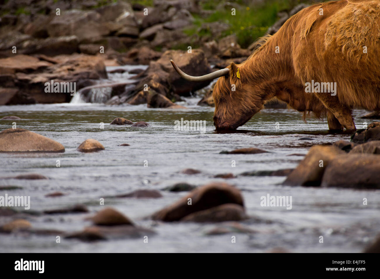 Highland cow taking a drink from Applecross River, Scotland Stock Photo ...