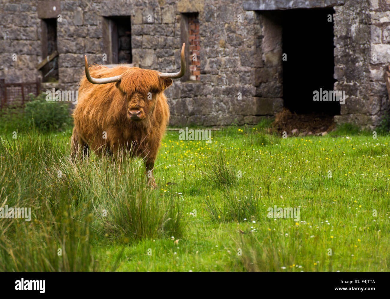 Highland cow in front of old farm building Stock Photo - Alamy
