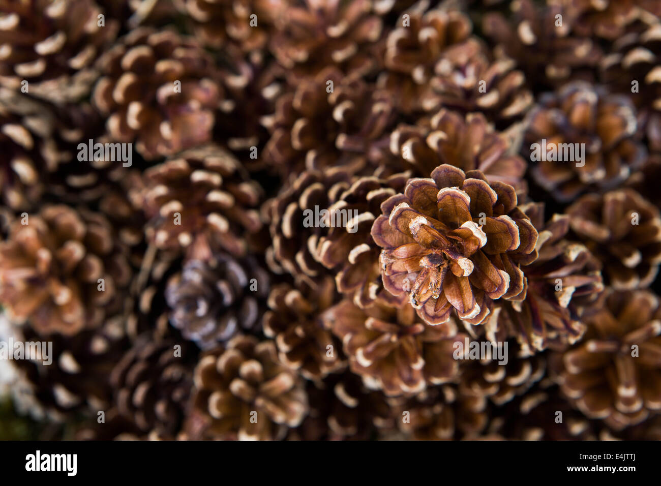 A stack of pine cones Stock Photo - Alamy