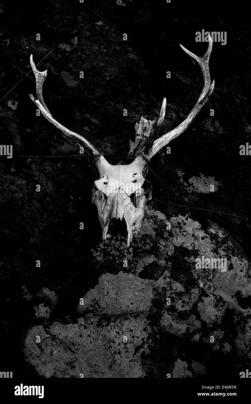 Stag Skull High Resolution Stock Photography and Images - Alamy