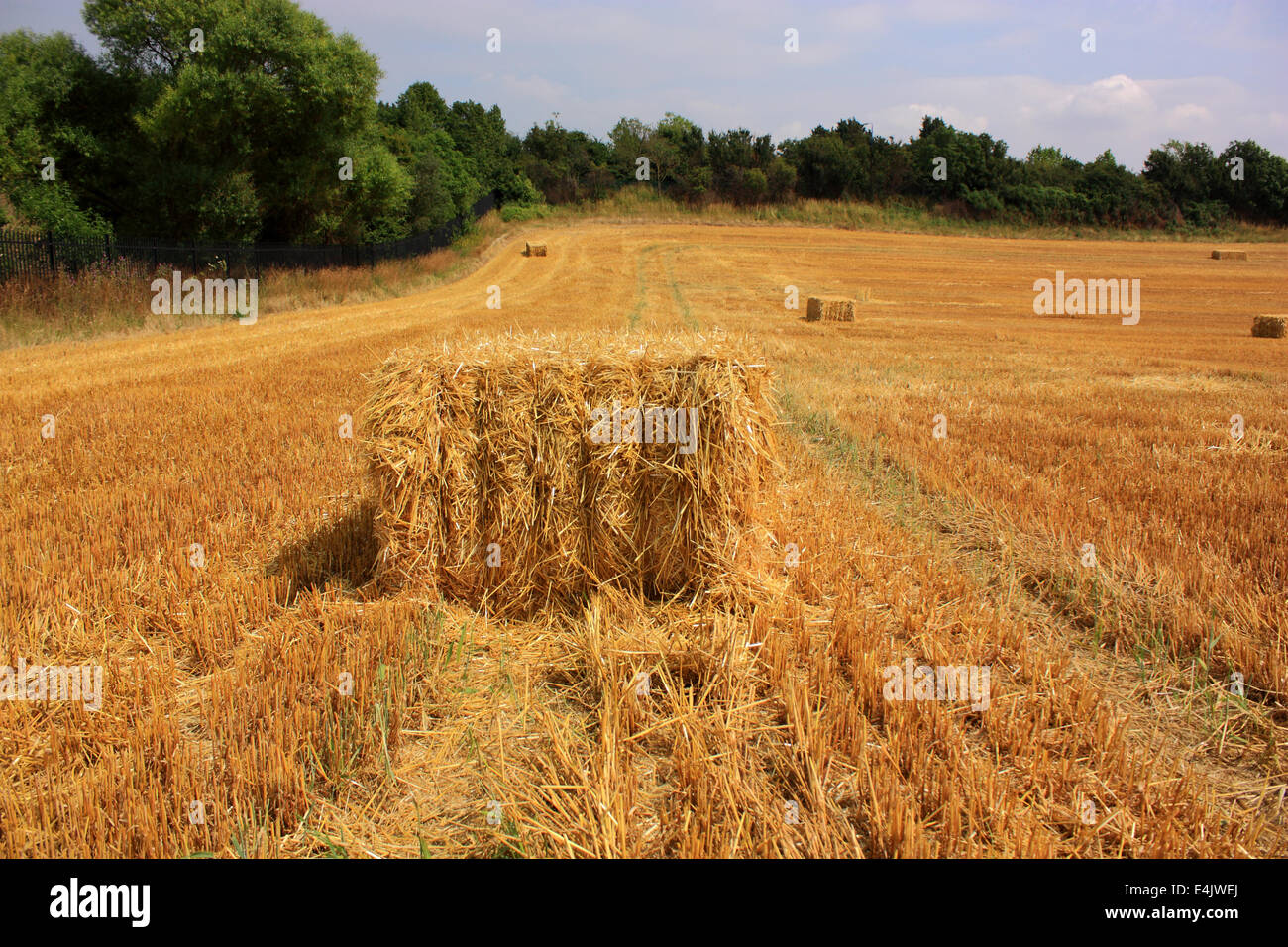 Bales of hay laying by the side of a harvested wheat field Stock Photo ...