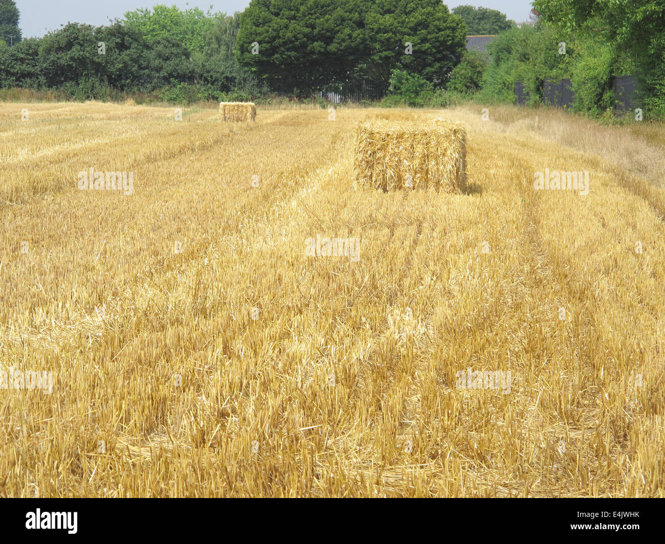 Bales of hay laying by the side of a harvested wheat field Stock Photo ...