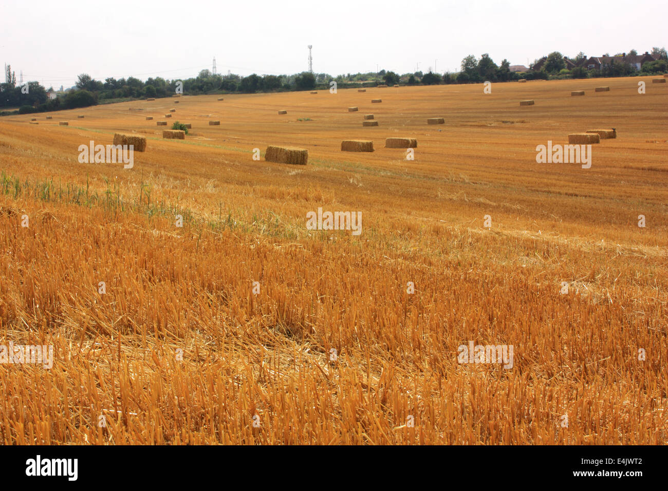 Harvested hay bales scattered hi-res stock photography and images - Alamy