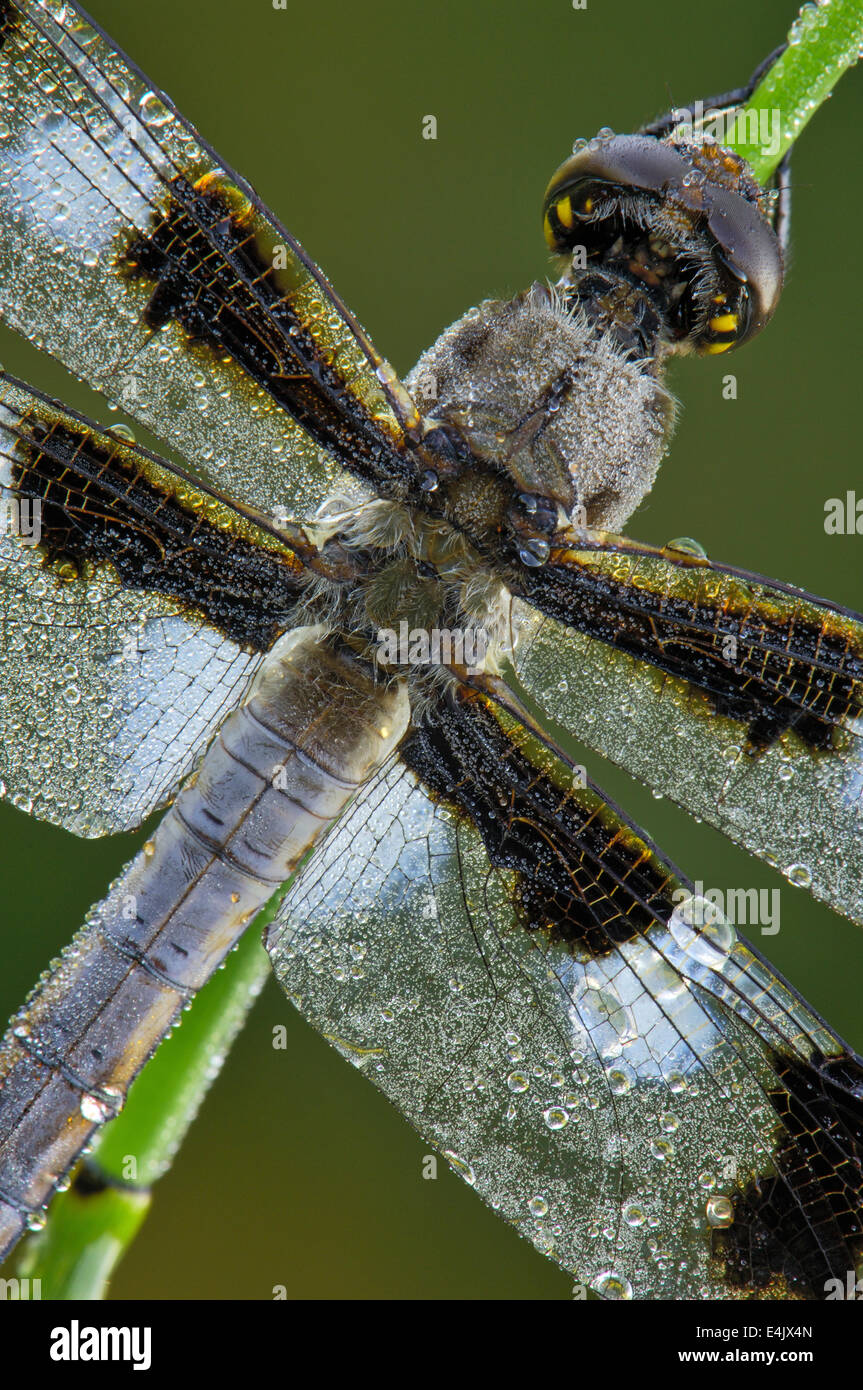 Closeup macro photograph of a Twelve-Spotted Skimmer dragonfly, covered ...
