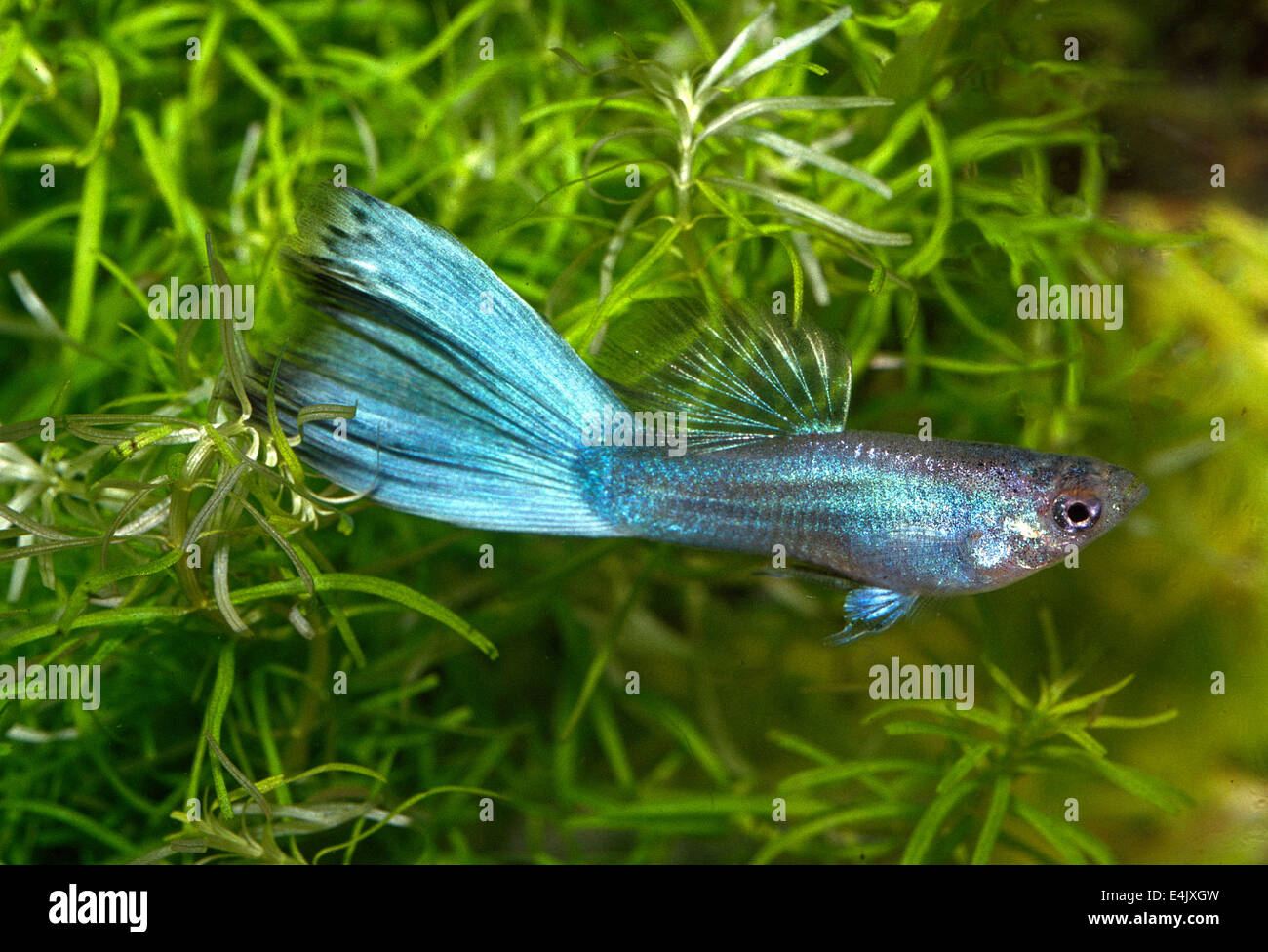 Poecilia reticulata aquarium hi-res stock photography and images - Alamy