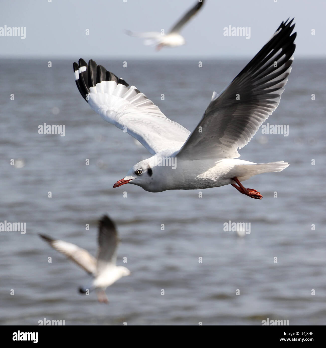 flying seagull over the sea Stock Photo - Alamy