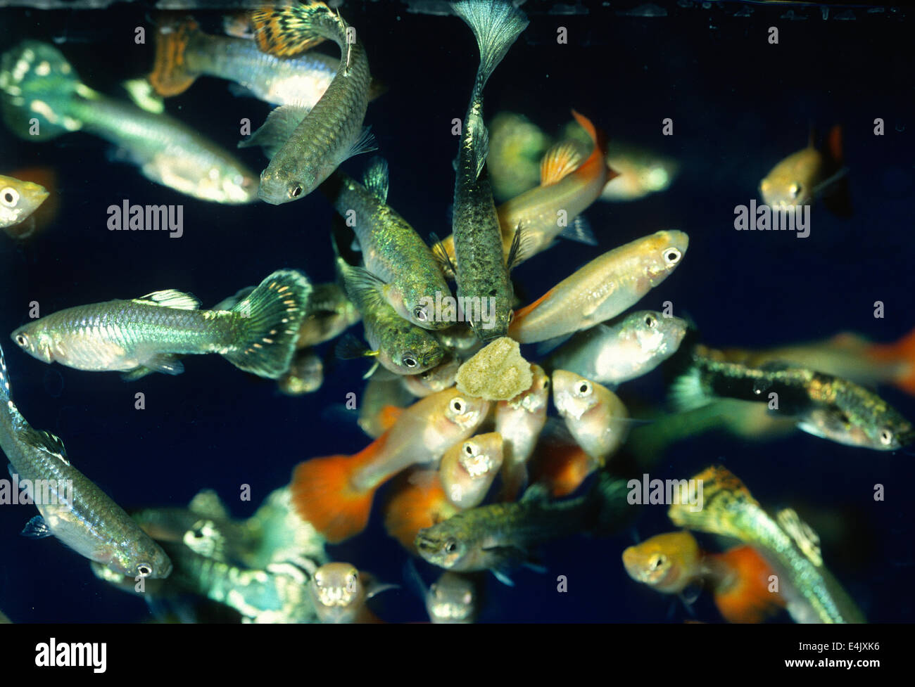 Guppy poecilia reticulata hi-res stock photography and images - Alamy
