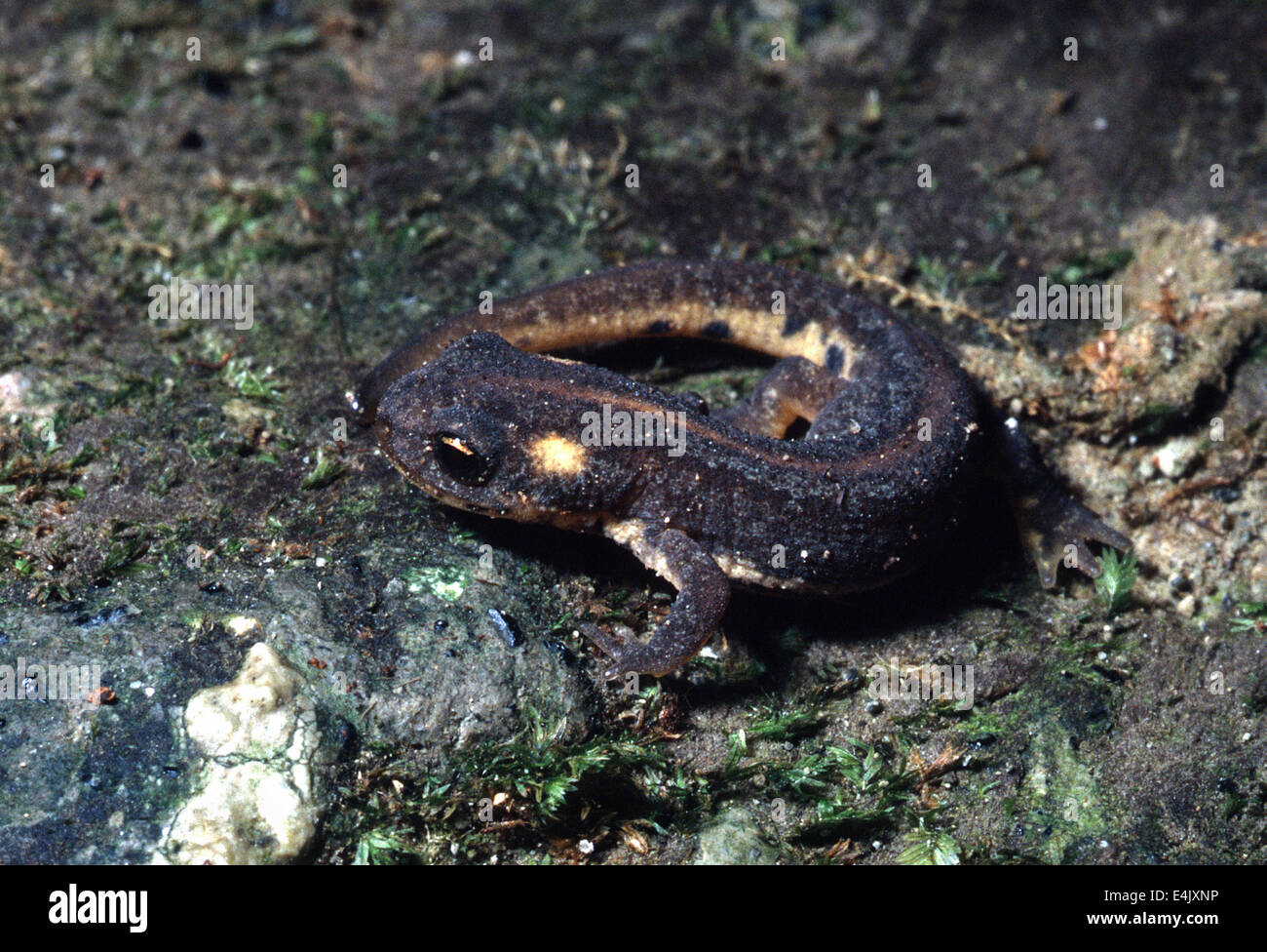 Banded newt triturus vittatus ophryticus salamandridae hi-res stock ...