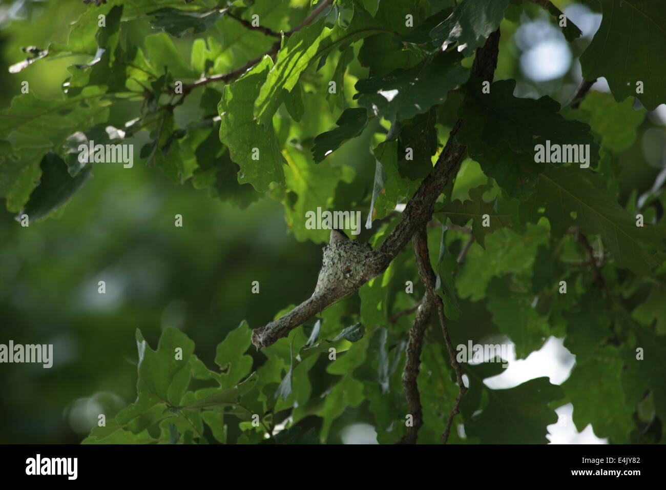 Hummingbird in a tree with her babies Stock Photo - Alamy