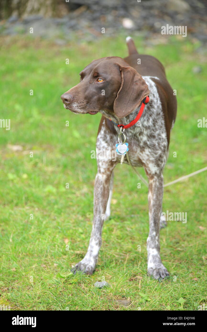Speckled pointer hi-res stock photography and images - Alamy