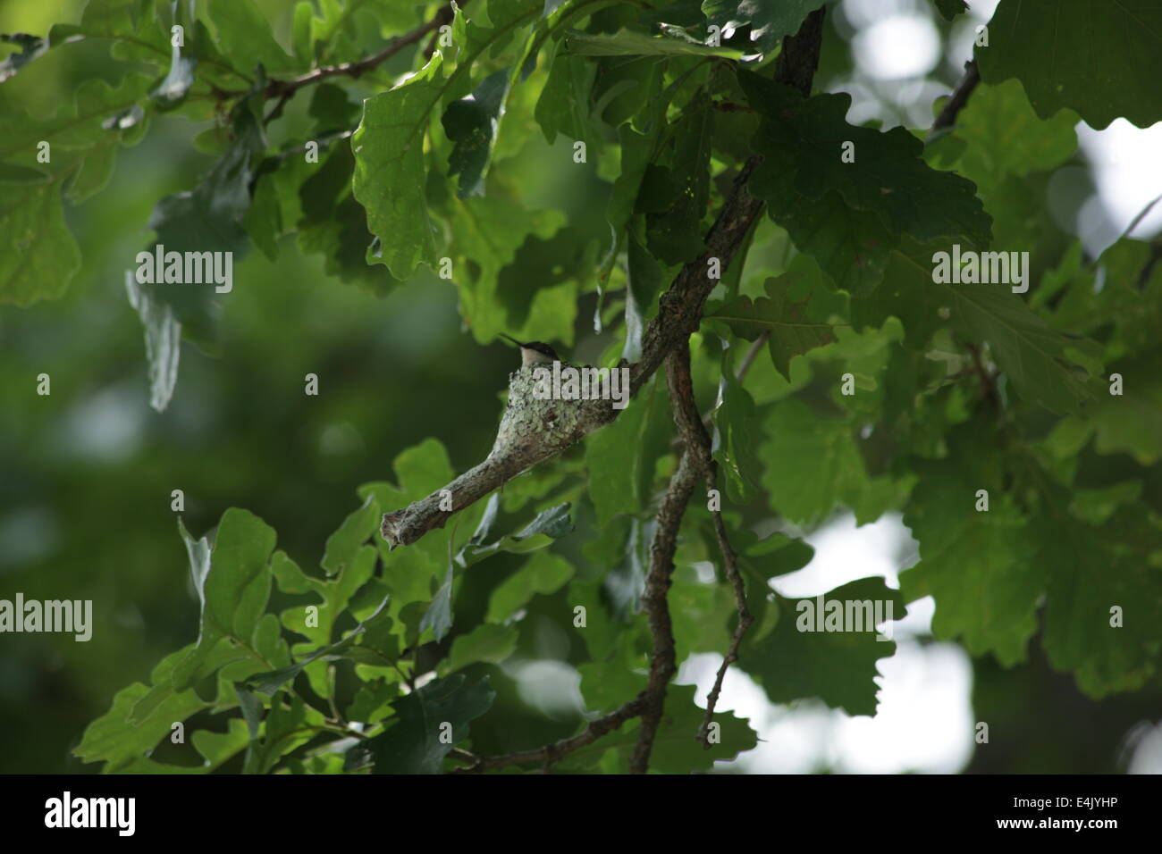 Hummingbird in a tree with her babies Stock Photo - Alamy
