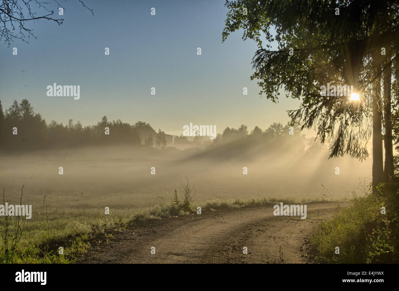 country road in forest at dawn, hdr Stock Photo - Alamy