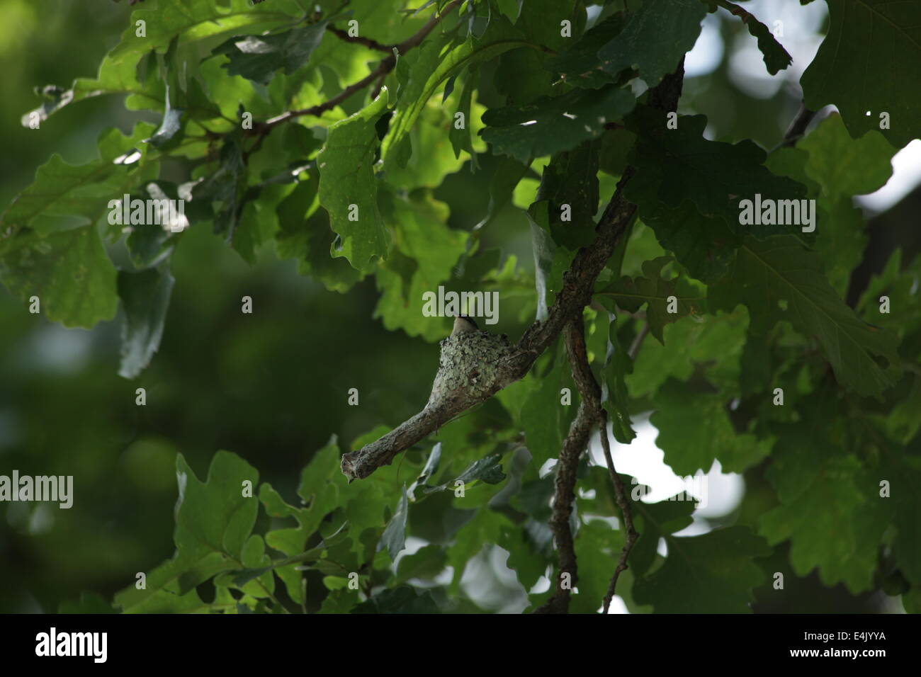 Close up hummingbird in hi-res stock photography and images - Alamy