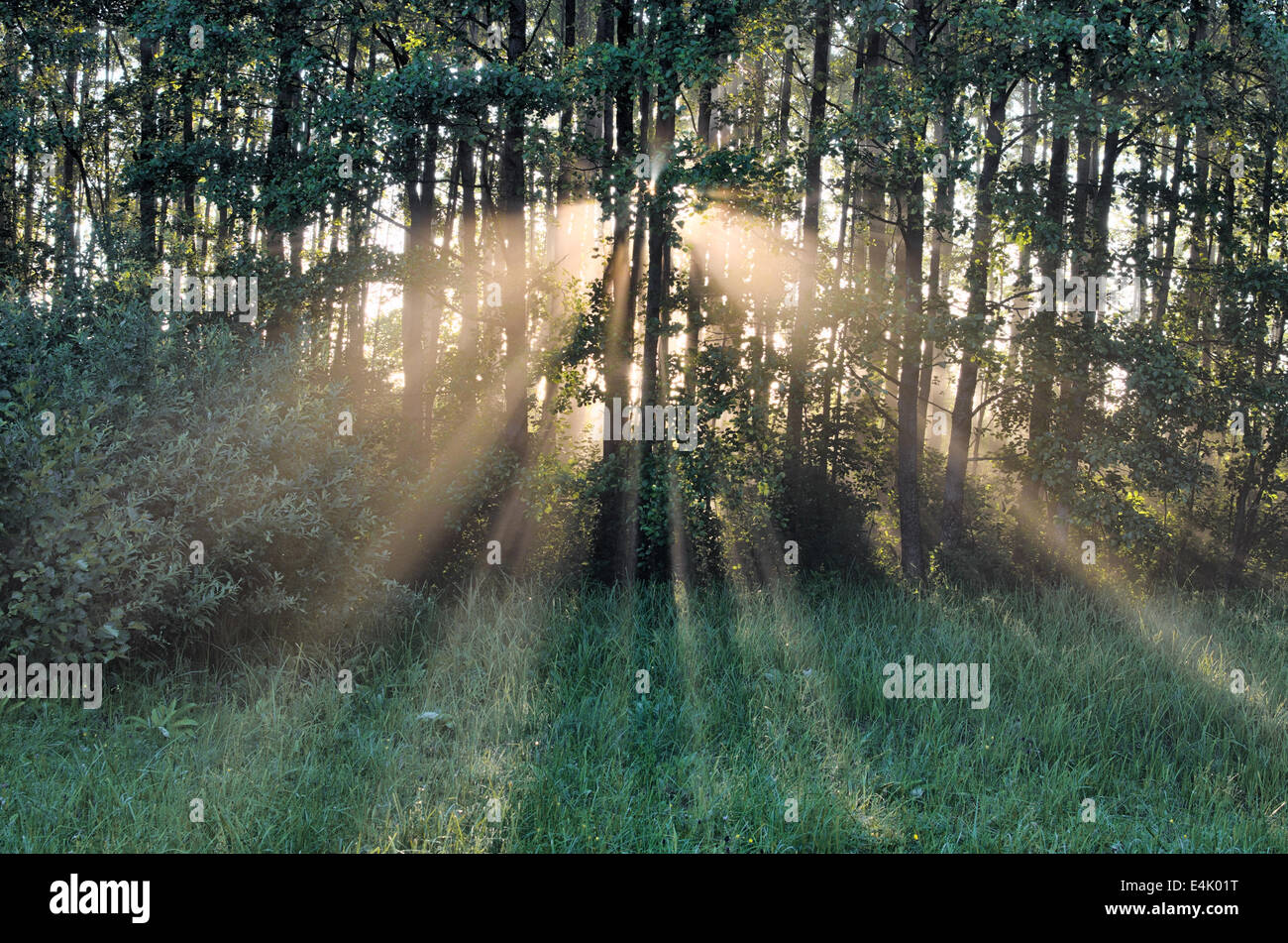 Sunbeams and trees hi-res stock photography and images - Alamy