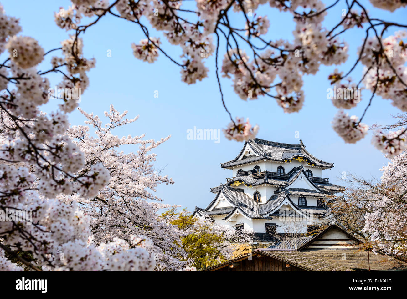 Hikone Castle in Hikone, Shiga Prefecture, Japan Stock Photo - Alamy
