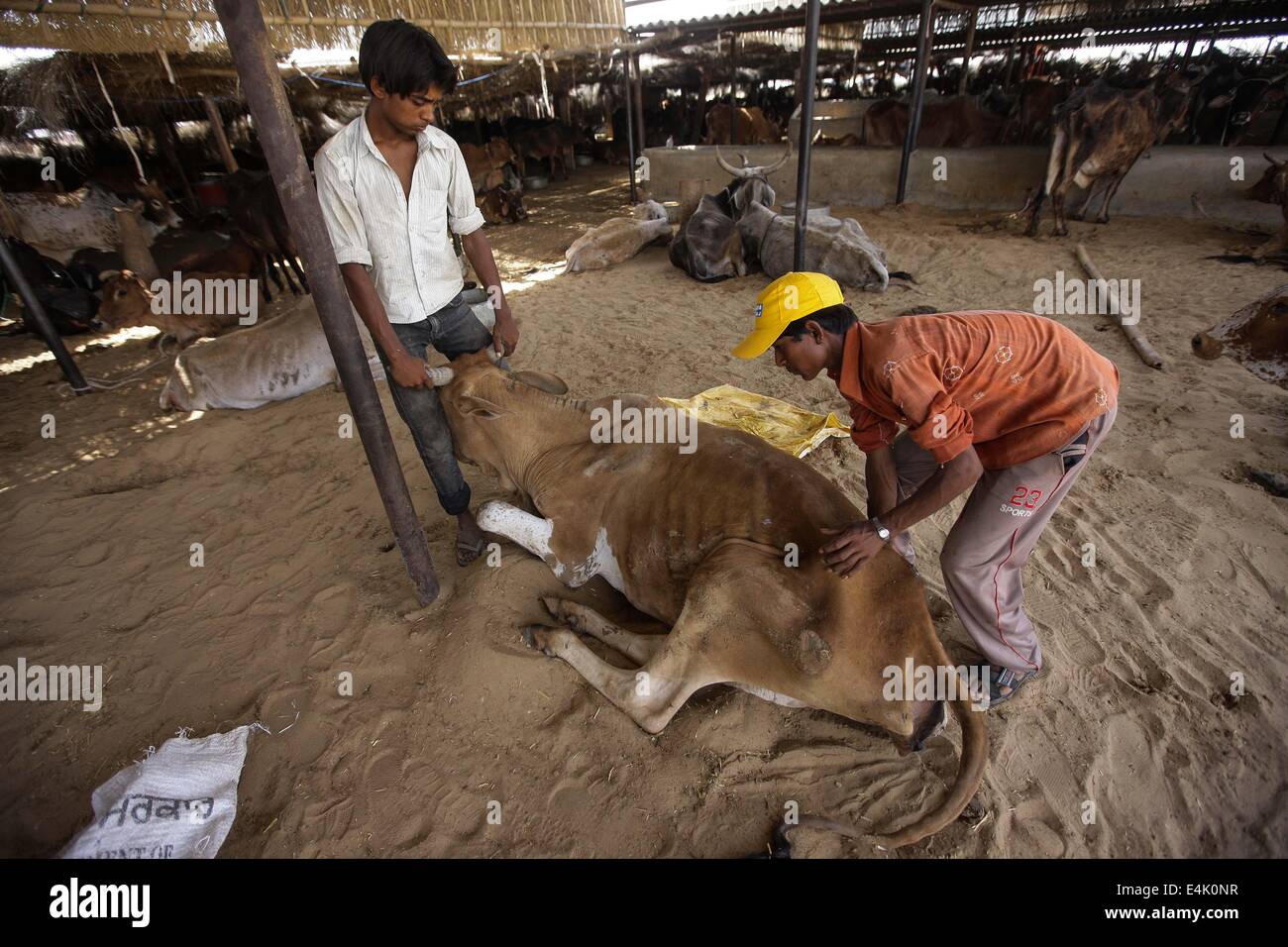 Cattle injured hi-res stock photography and images - Alamy