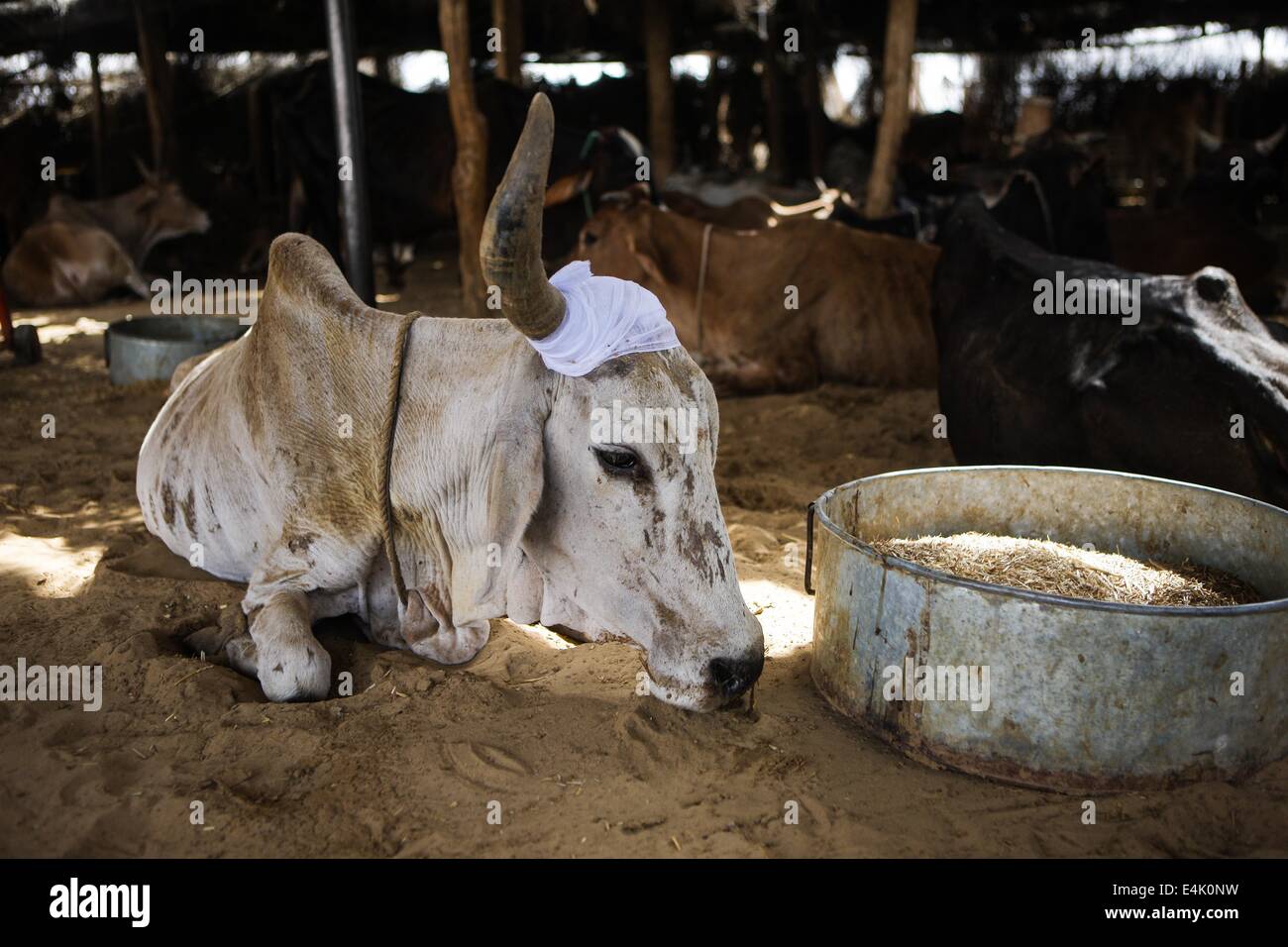 Cattle injured hi-res stock photography and images - Alamy