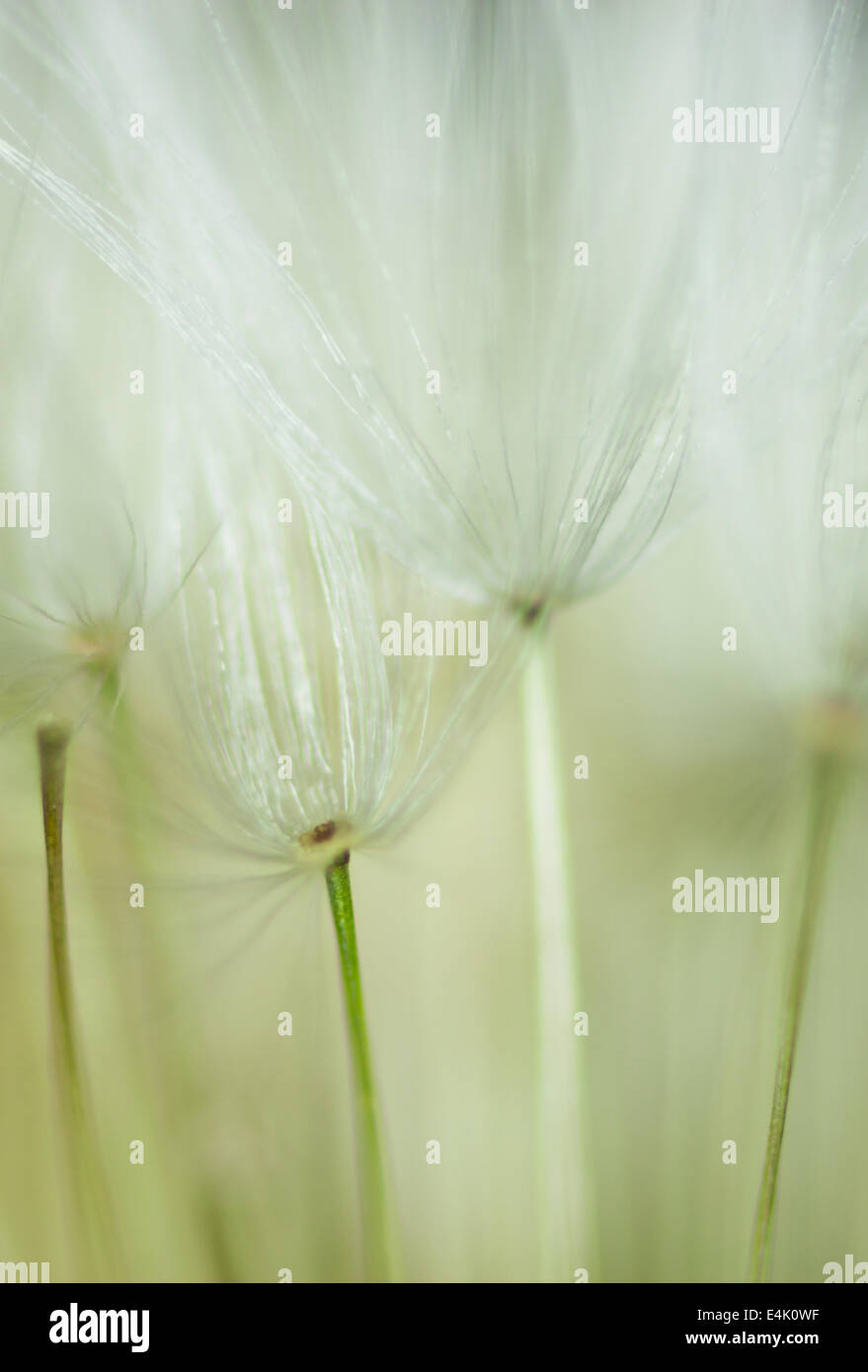 Macro Dandelion Seeds Portrait Stock Photo - Alamy
