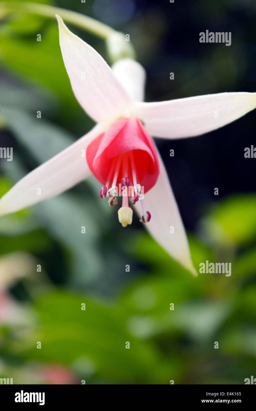 Fuschia hi-res stock photography and images - Alamy