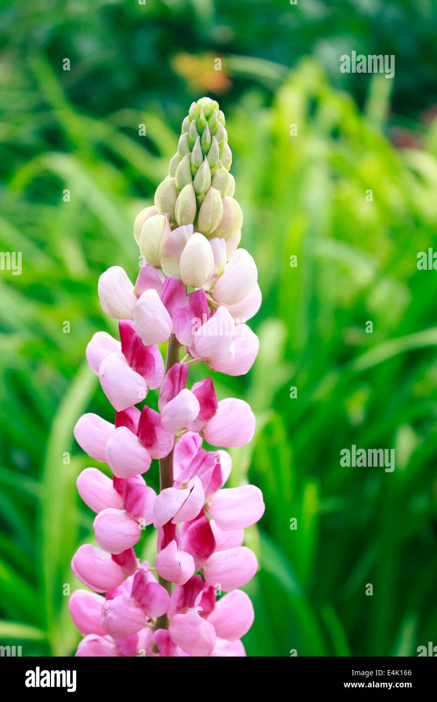 Pink Lupin in full bloom in spring time in England Stock Photo - Alamy
