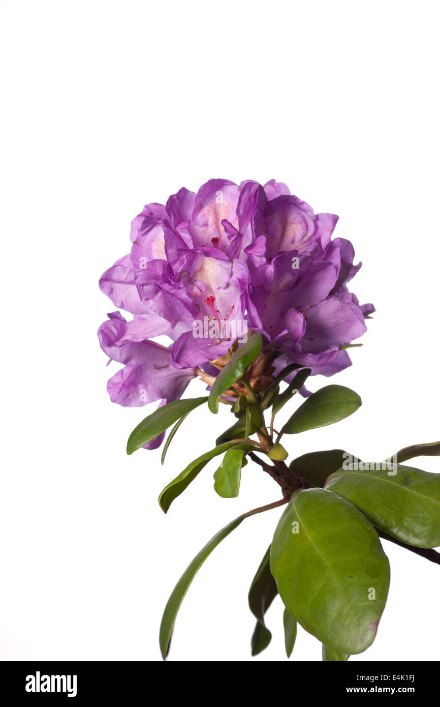 Azalea against white background Stock Photo - Alamy