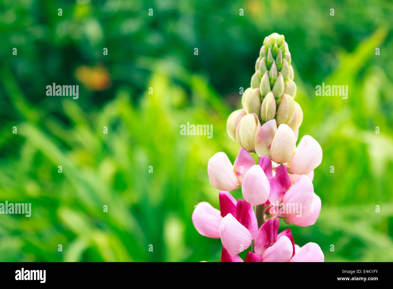 Lupins bloom hi-res stock photography and images - Alamy