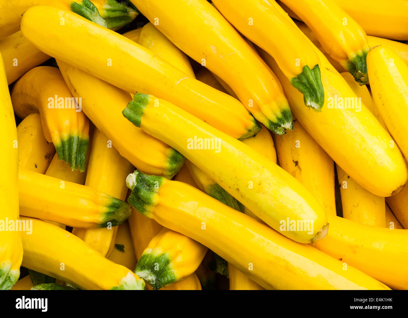 Freshly picked colorful yellow squash on display at the farmers market ...
