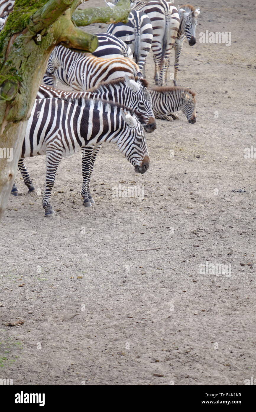 Group grevys zebra equus grevyi hi-res stock photography and images - Alamy