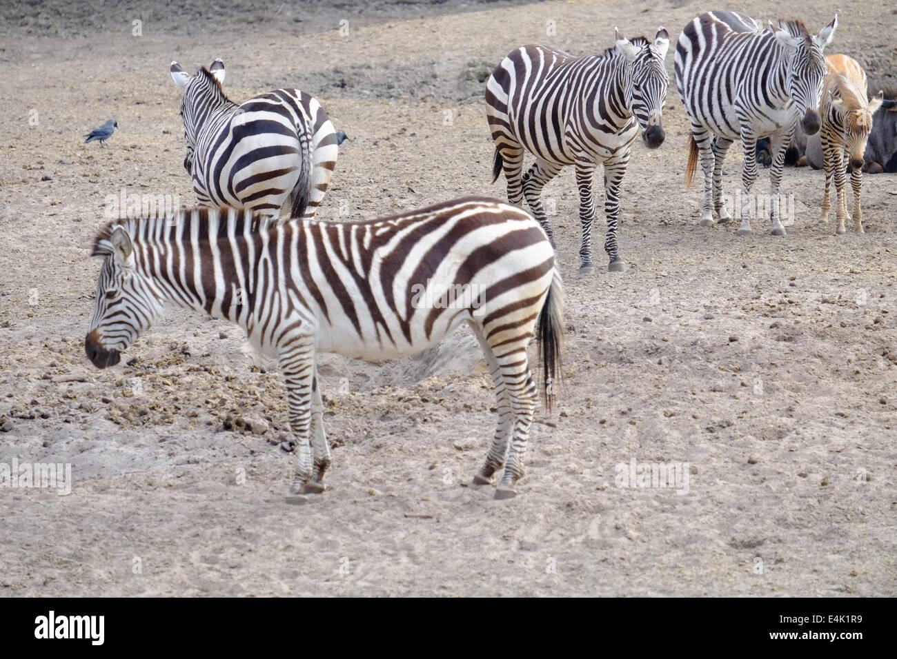 Grevys zebra group hi-res stock photography and images - Alamy