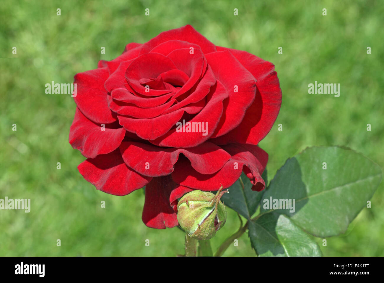 Red rose up close hi-res stock photography and images - Alamy