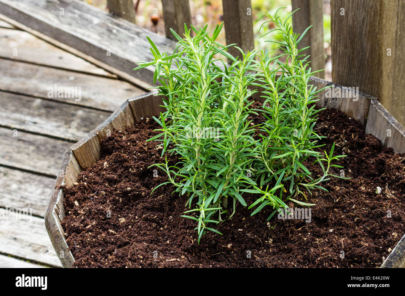 A wooden container of rosemary herb plants for container gardening ...