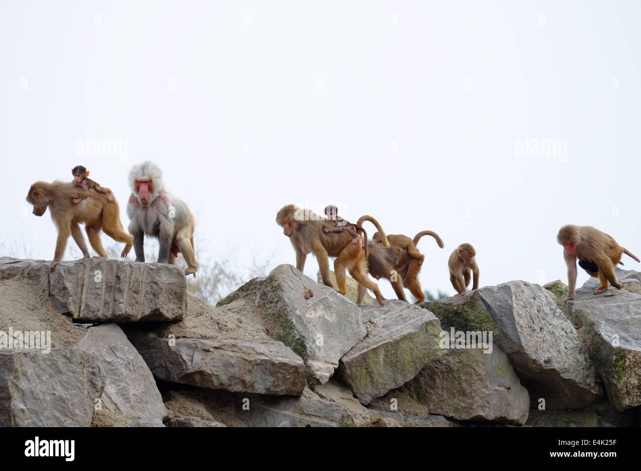 Group of baboons of species Simia hamadryas Stock Photo - Alamy