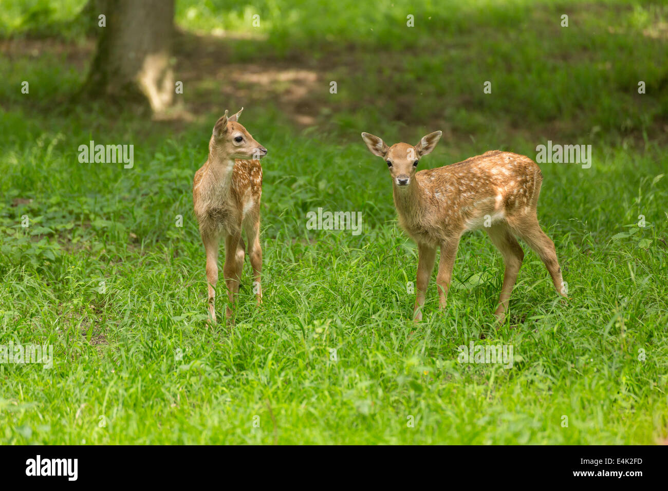 Two young toddler fawn fallow deer kids playing on green meadow ...