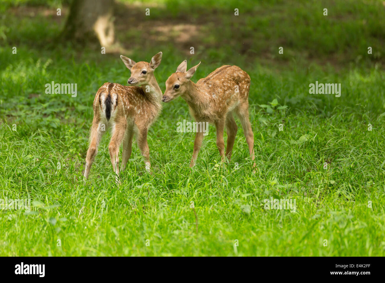 Two young toddler fawn fallow deer kids playing on green meadow ...