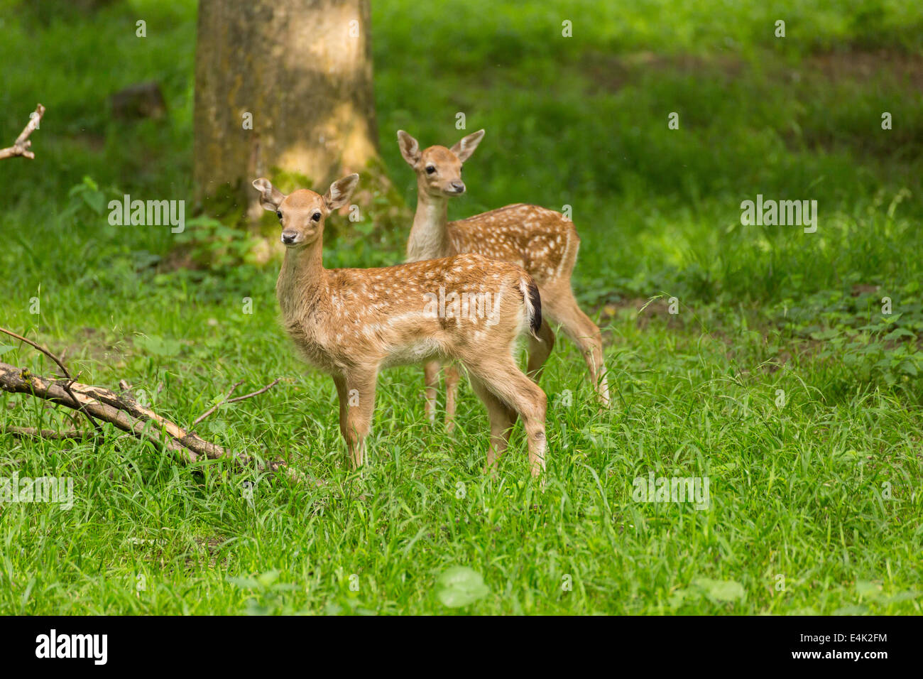 Fawn color anomaly hi-res stock photography and images - Alamy