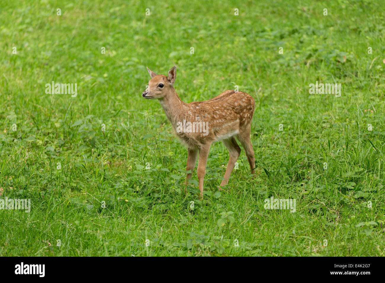 Young toddler fawn fallow deer kids playing on green meadow grassland ...