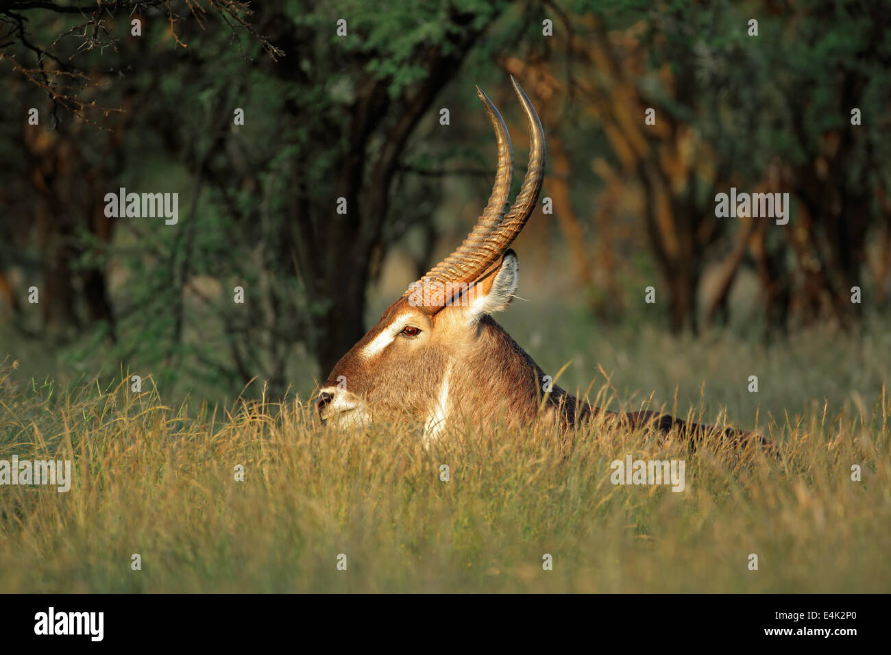 Large waterbuck bull (Kobus ellipsiprymnus) resting in grass, South ...