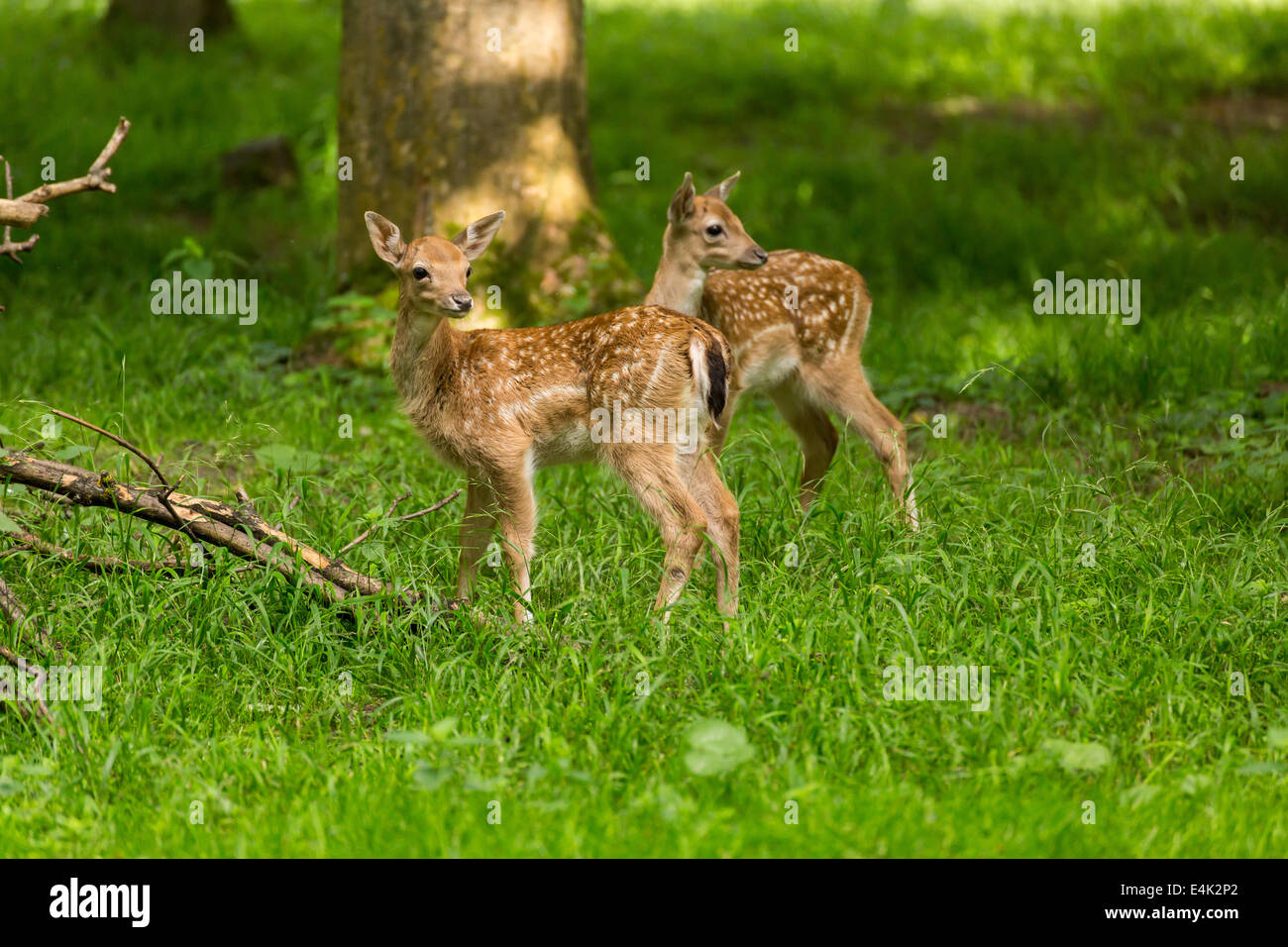 Two young toddler fawn fallow deer kids playing on green meadow ...