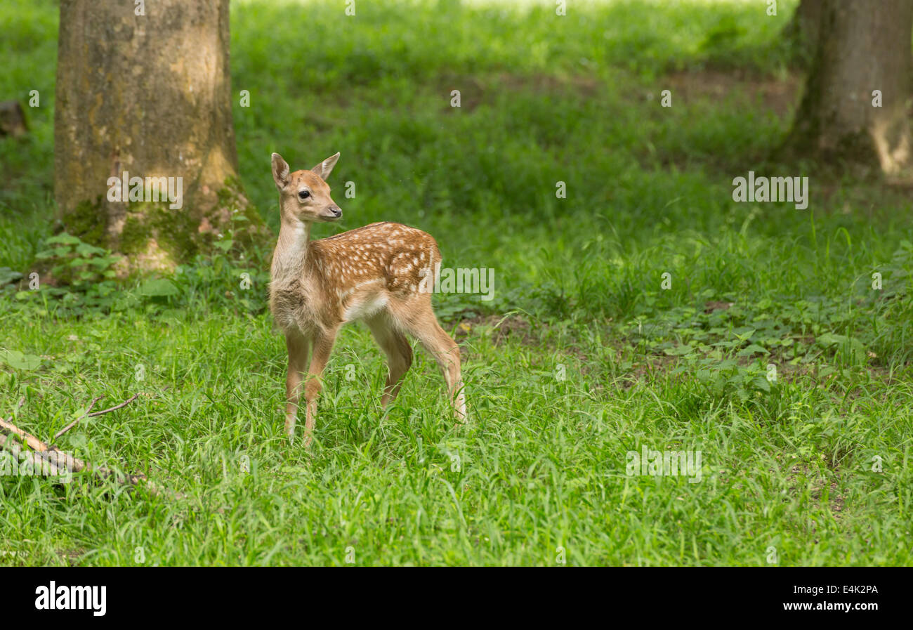 Roe buck deer kids hi-res stock photography and images - Alamy
