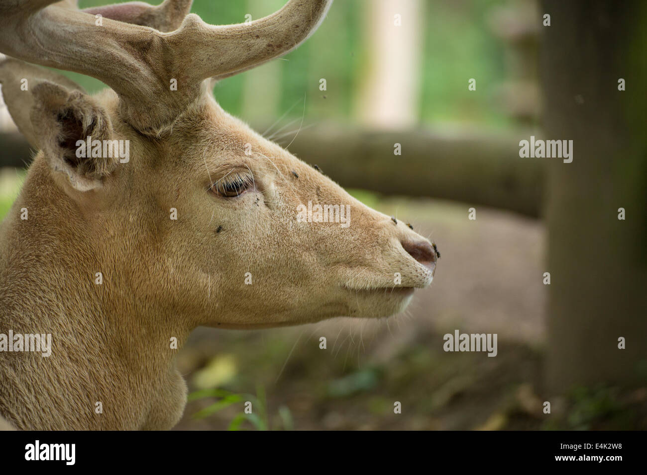 Fallow deer buck when ruminating Stock Photo - Alamy