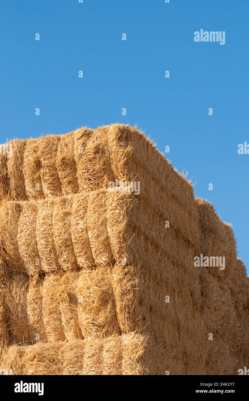straws of hay, grain crop field picture Stock Photo - Alamy