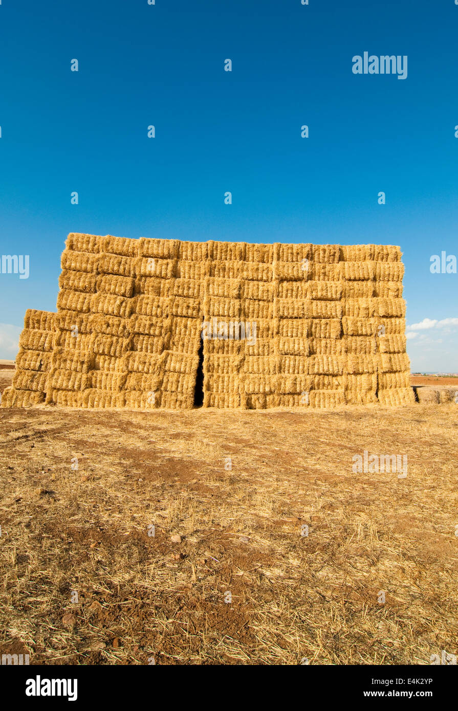 straws of hay, grain crop field picture Stock Photo - Alamy