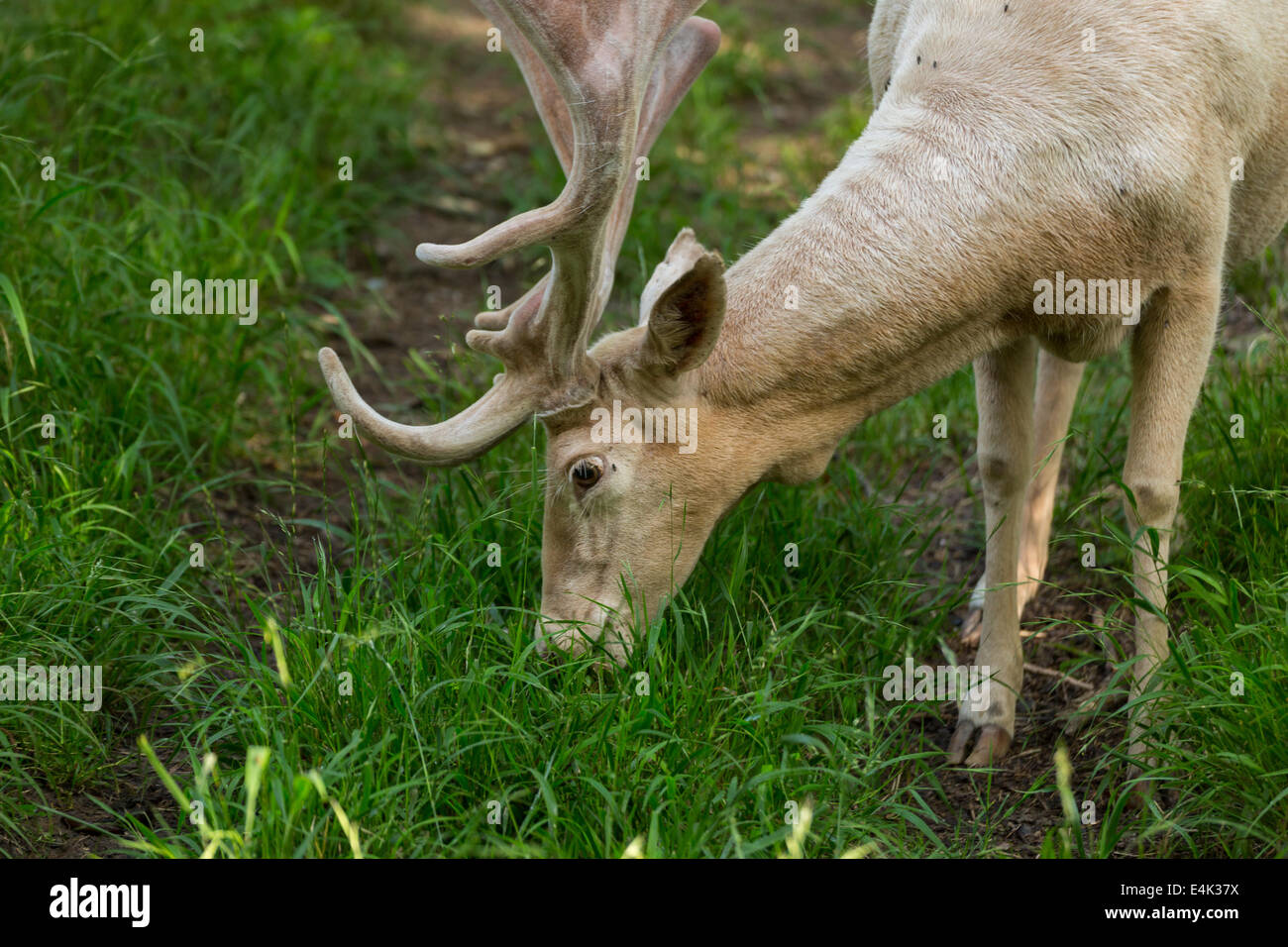 Fallow deer buck when grazing on green meadow grassland in forest in ...