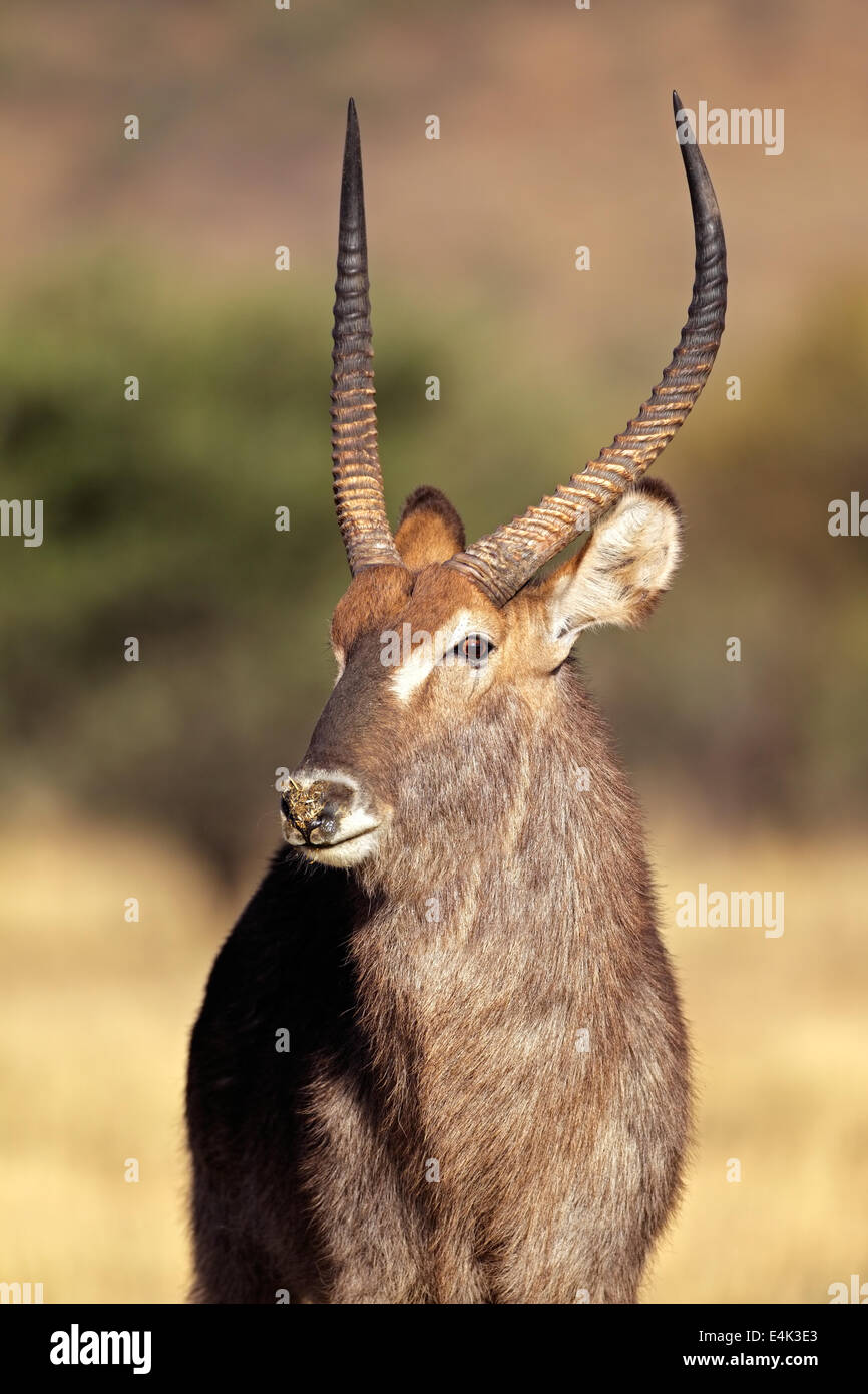 Portrait of a big waterbuck bull (Kobus ellipsiprymnus), South Africa ...