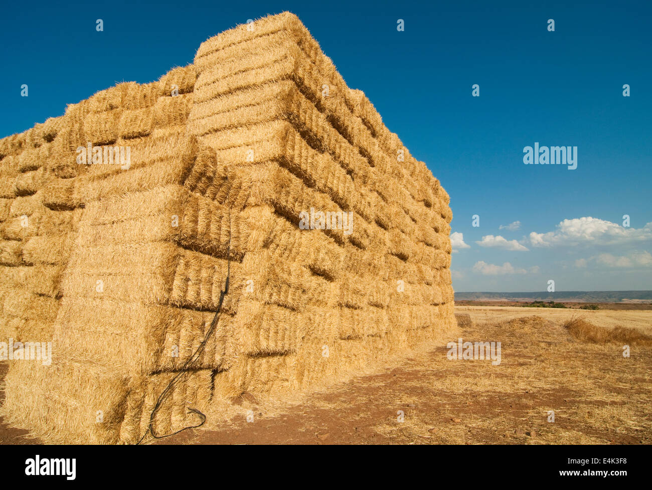 straws of hay, grain crop field picture Stock Photo - Alamy