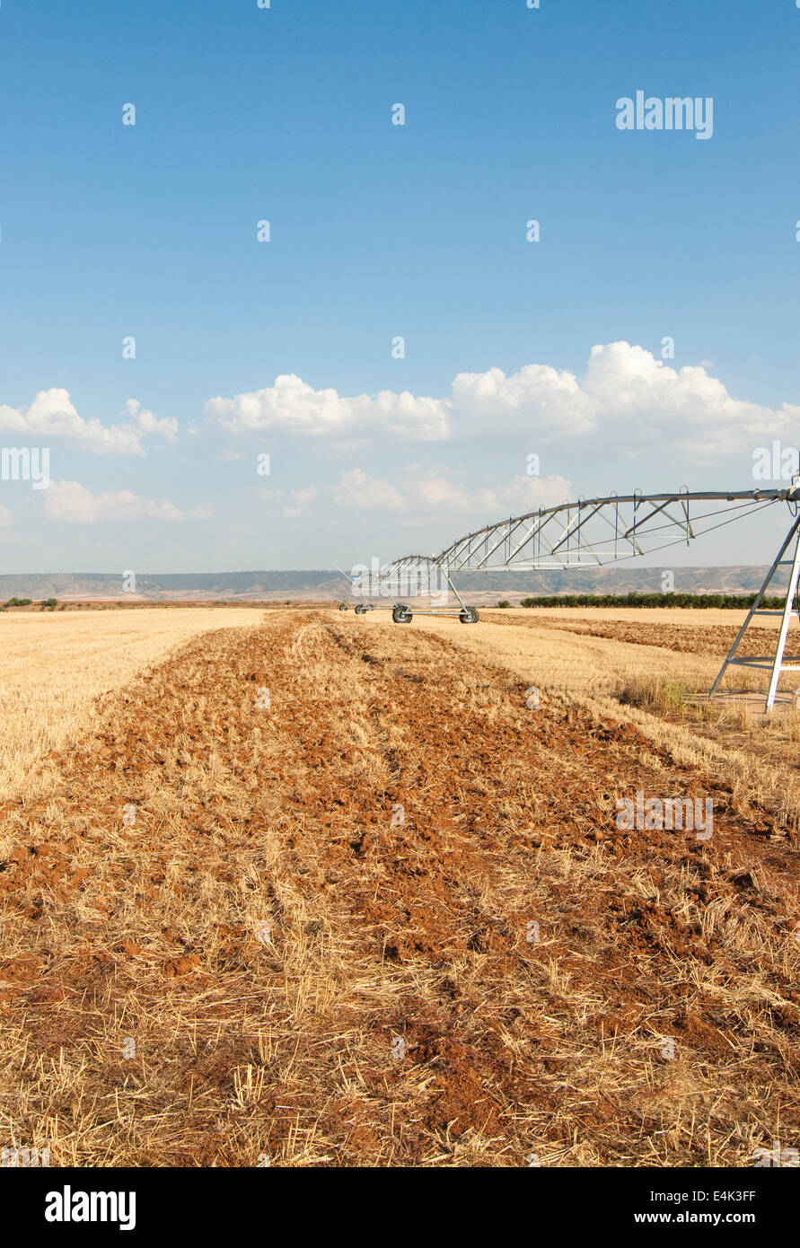 straws of hay, grain crop field picture Stock Photo - Alamy