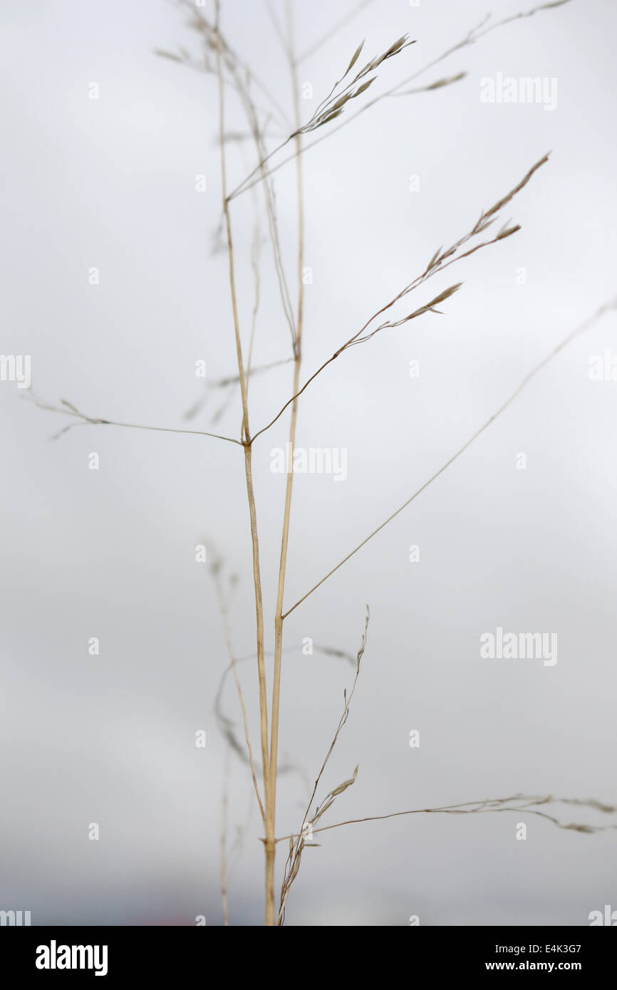 Reed straws hi-res stock photography and images - Alamy